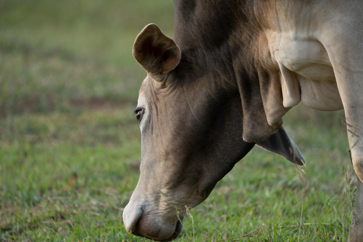 Antibióticos hemoparasiticidas para grandes animales - Snimal LAB C.A.