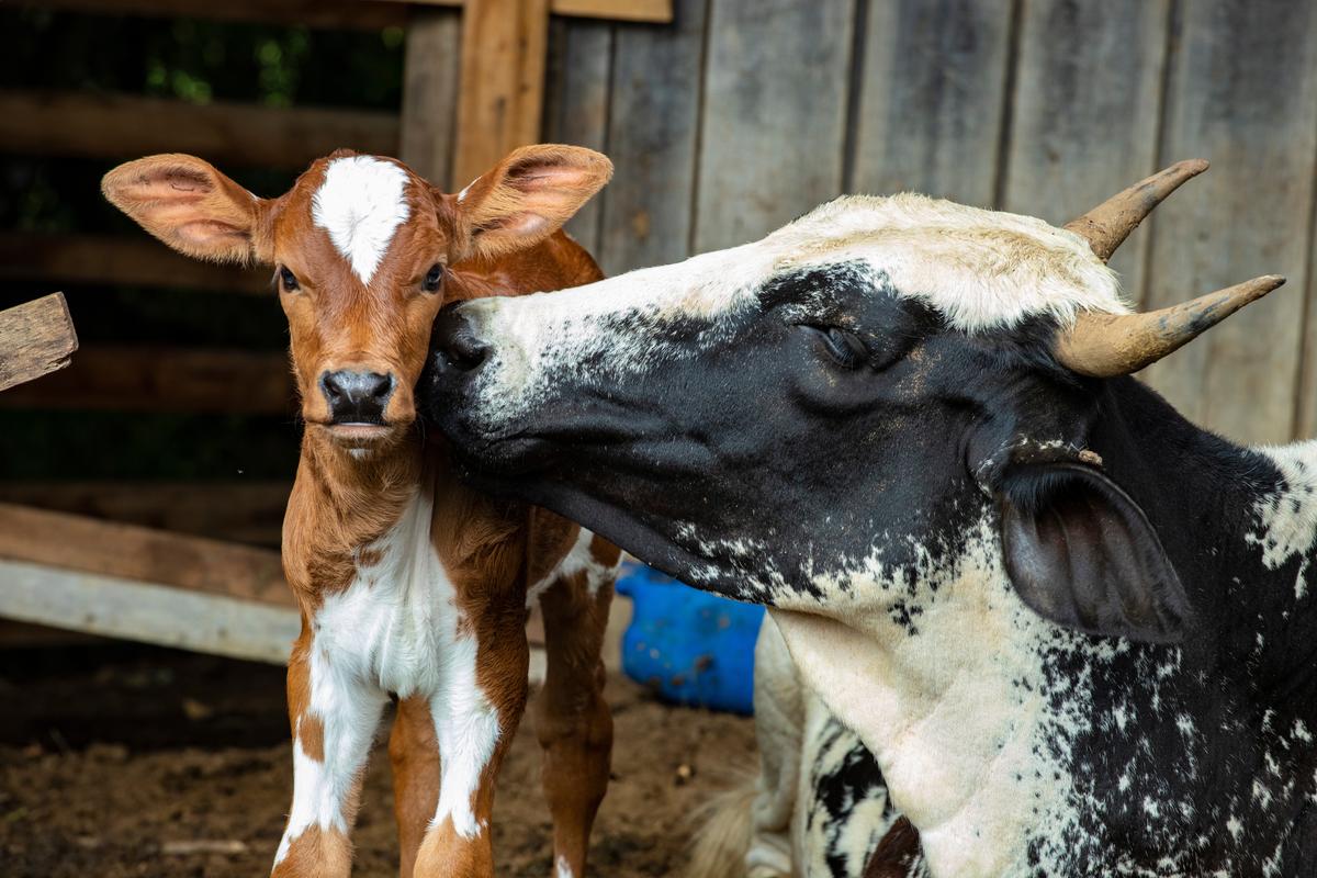 Cómo elegir un distribuidor confiable de medicamentos veterinarios en ...