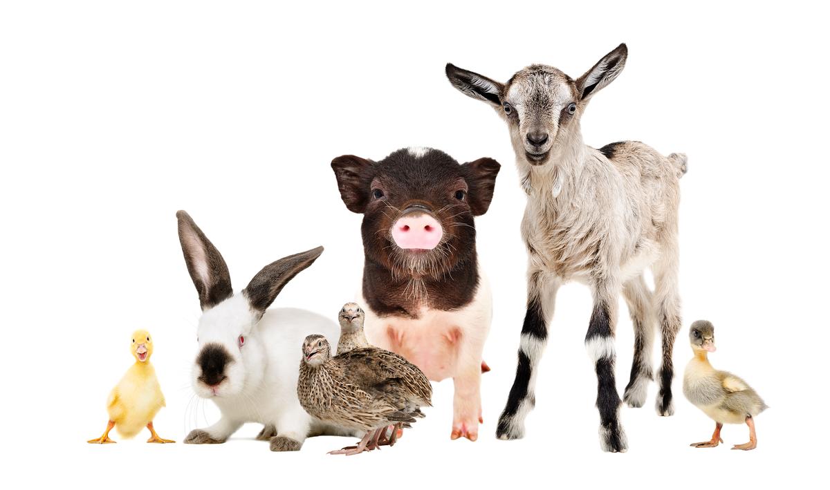 Antiparasitarios orales para pequeños animales - Snimal LAB C.A.